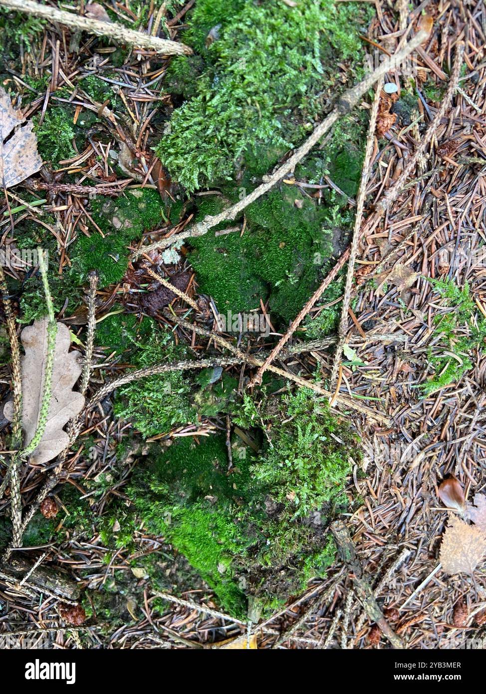 Silky Forklet-moss (Dicranella heteromalla) Plantae Stock Photo - Alamy