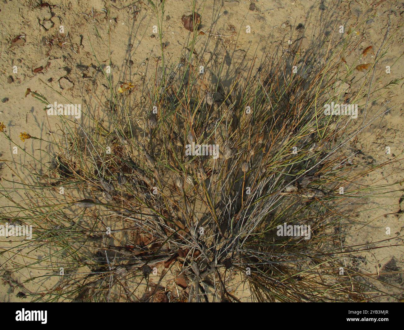 Summer Curryflower (Lasiosiphon polycephalus) Plantae Stock Photo - Alamy