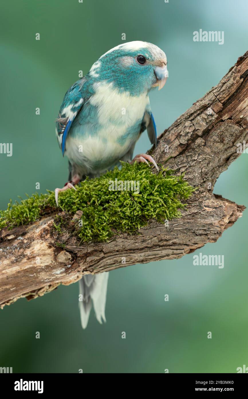 red-crowned parakeet mutation, pied turquoise (blue) Cyanoramphus ...