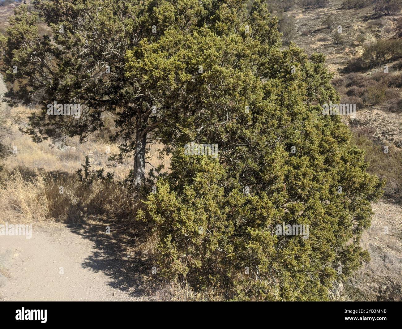 California juniper (Juniperus californica) Plantae Stock Photo - Alamy