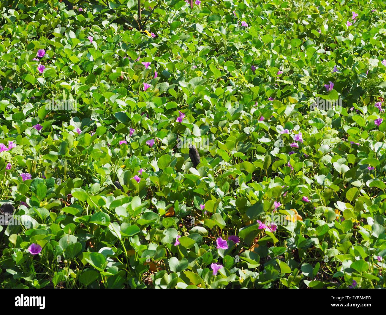 Beach Morning Glory (Ipomoea pes-caprae) Plantae Stock Photo - Alamy