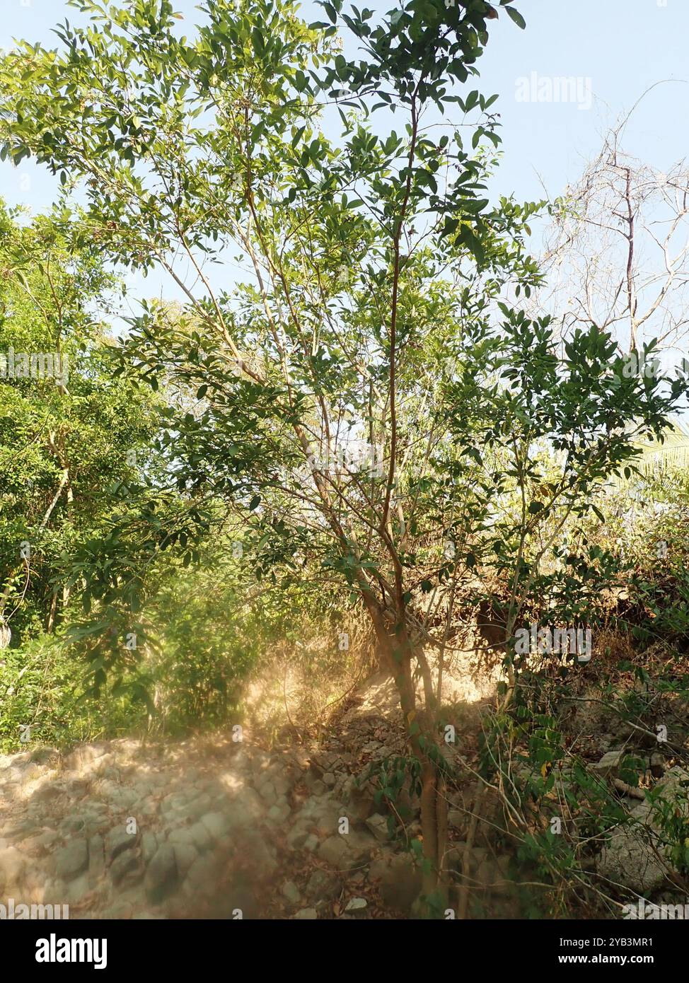 Butterfly Pea Tree (Clitoria fairchildiana) Plantae Stock Photo - Alamy