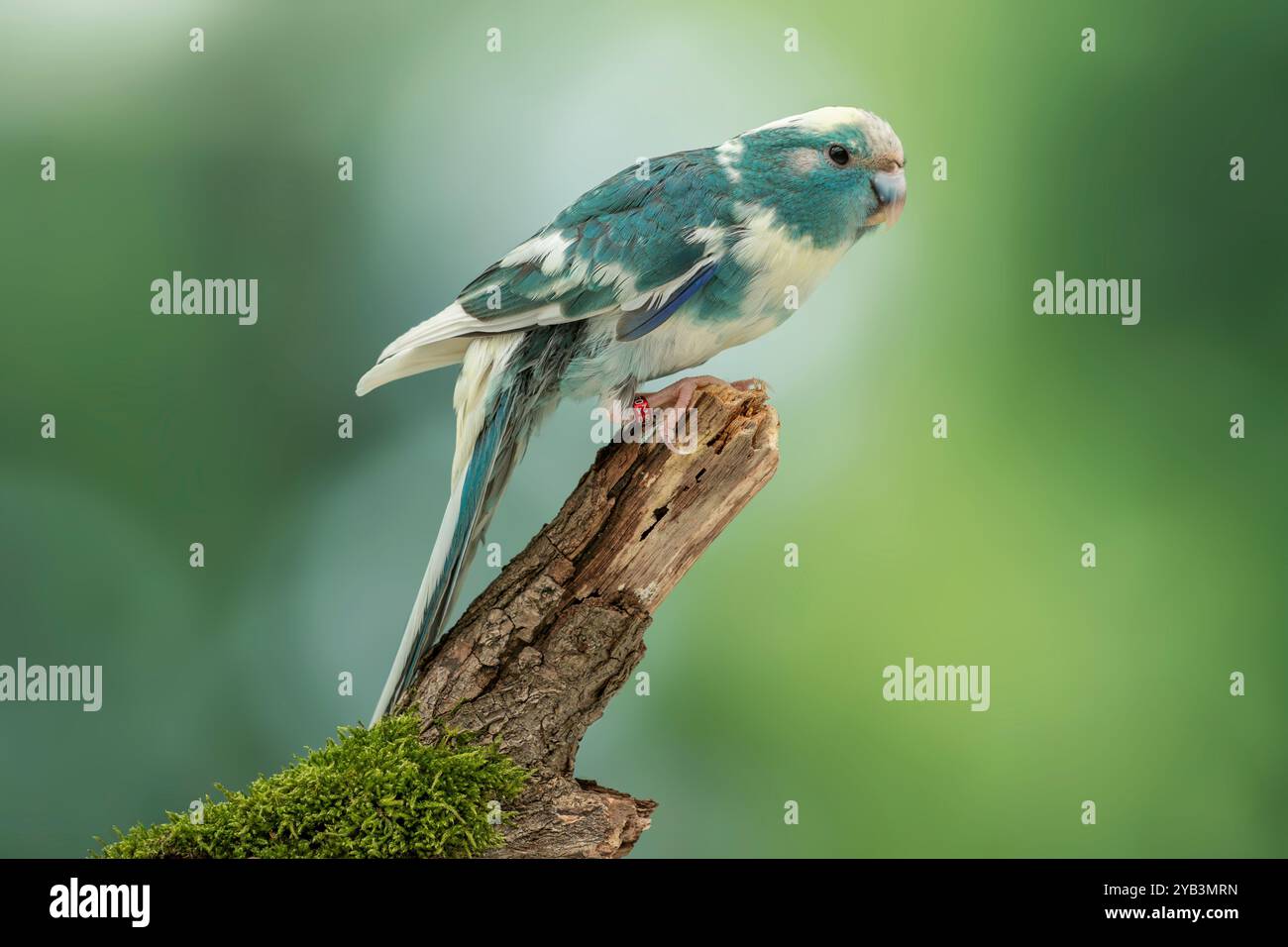 red-crowned parakeet mutation, pied turquoise (blue) Cyanoramphus ...