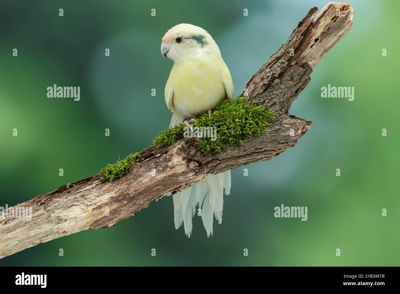 red-crowned parakeet mutation, pied turquoise (blue) Cyanoramphus ...