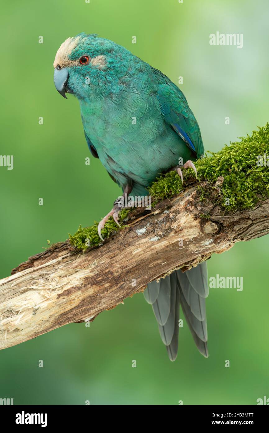 red-crowned parakeet blue (turquoise) mutation, Cyanoramphus ...