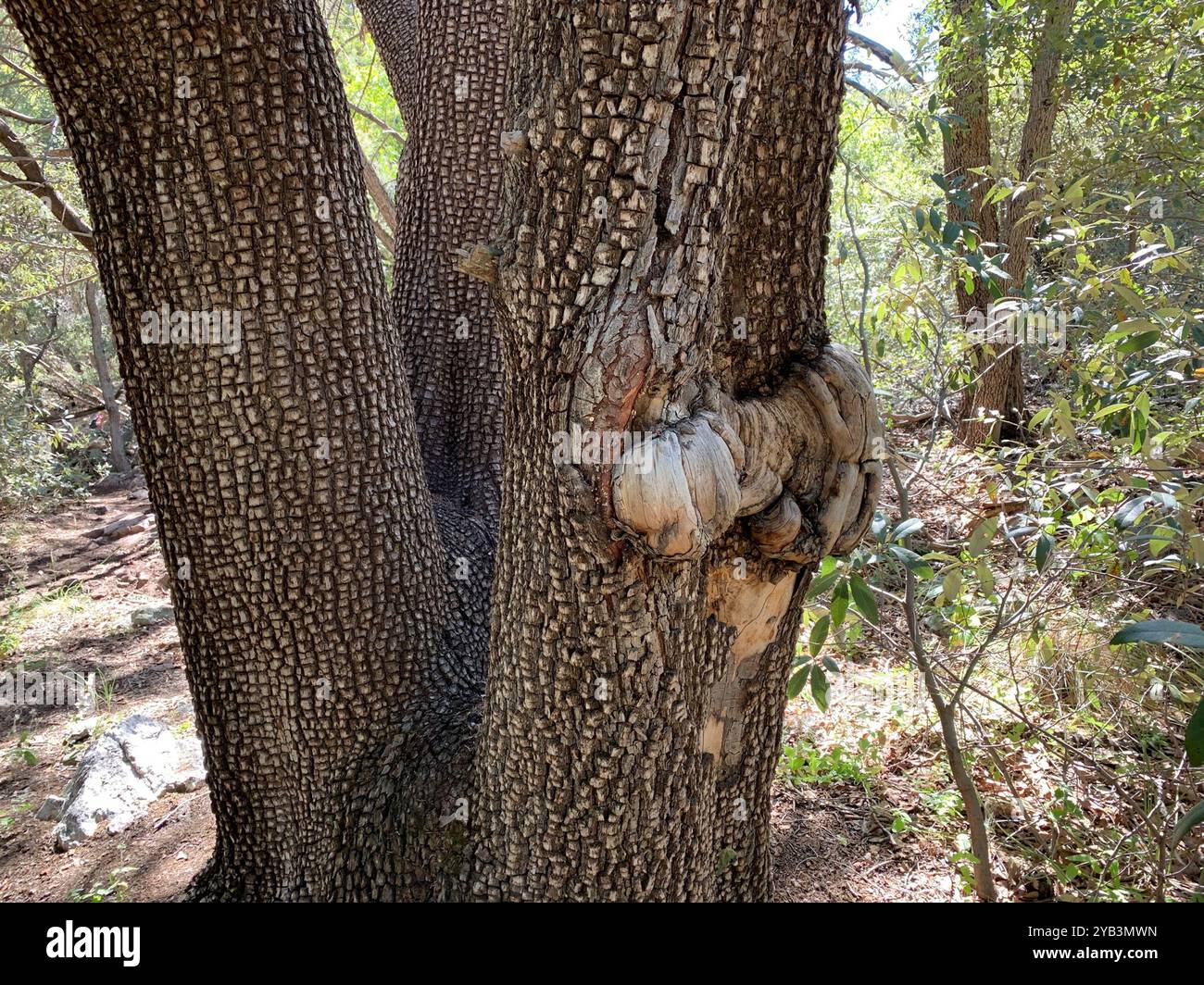 alligator juniper (Juniperus deppeana) Plantae Stock Photo - Alamy