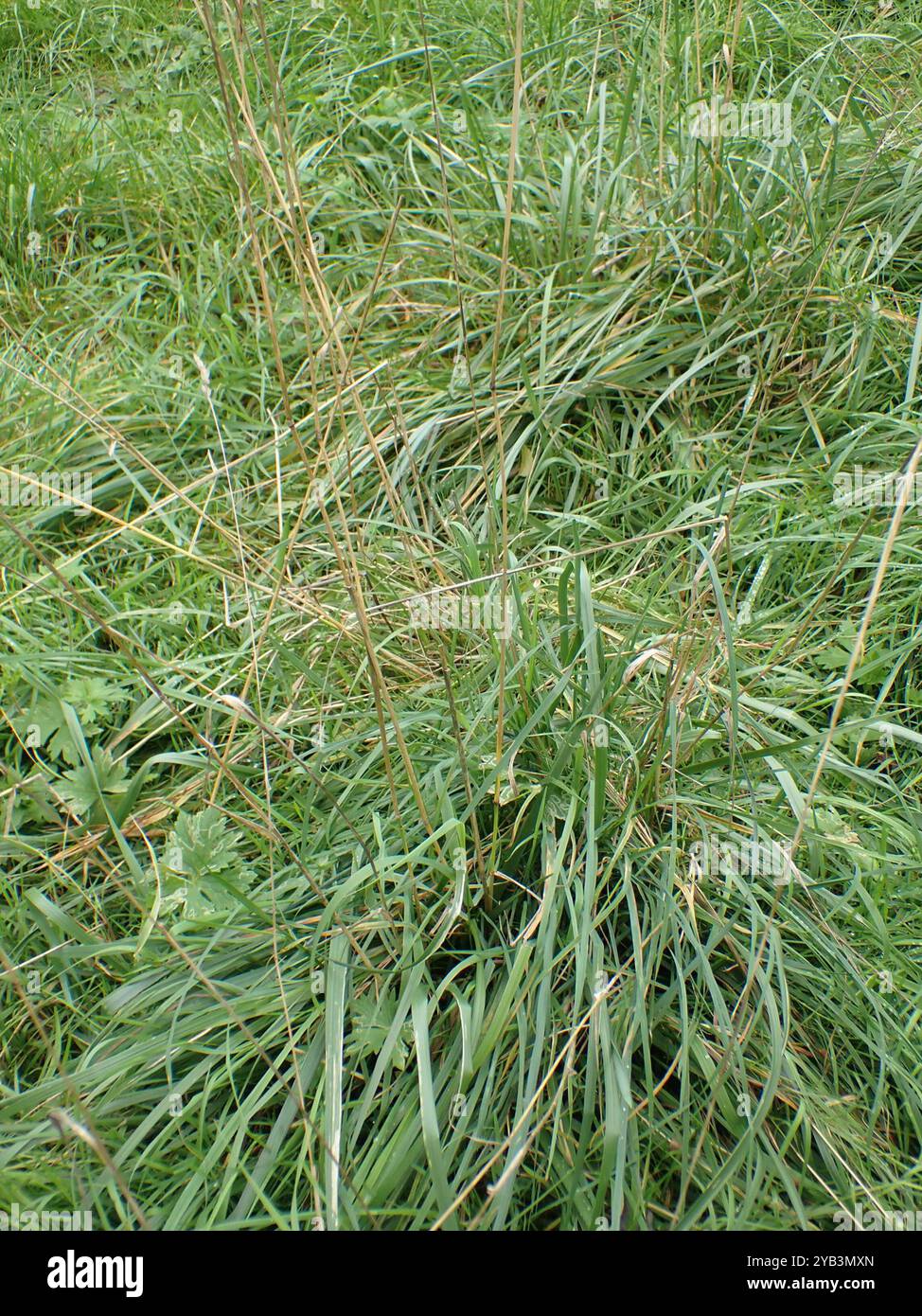 tall fescue (Lolium arundinaceum) Plantae Stock Photo - Alamy