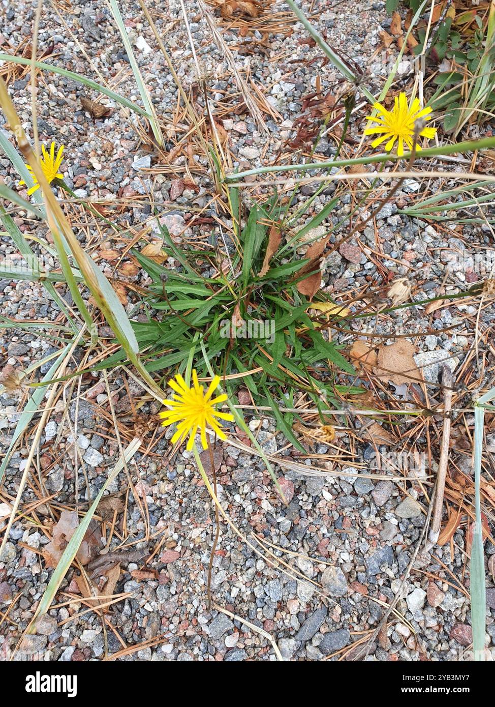 Autumn Hawkbit (Scorzoneroides autumnalis) Plantae Stock Photo - Alamy