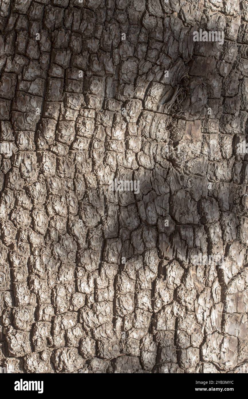 alligator juniper (Juniperus deppeana) Plantae Stock Photo - Alamy