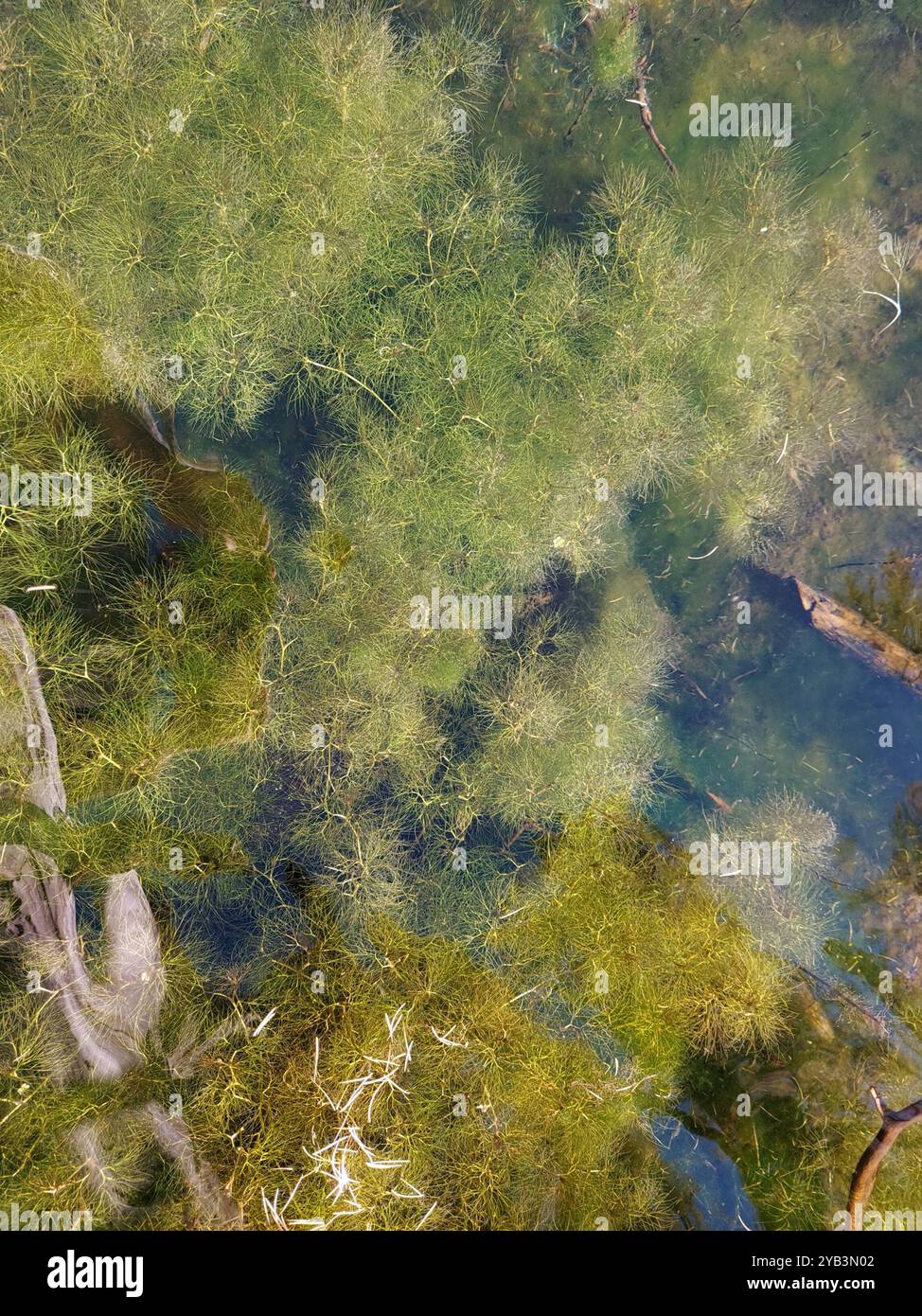 Water-crowfoots (Batrachium) Plantae Stock Photo - Alamy