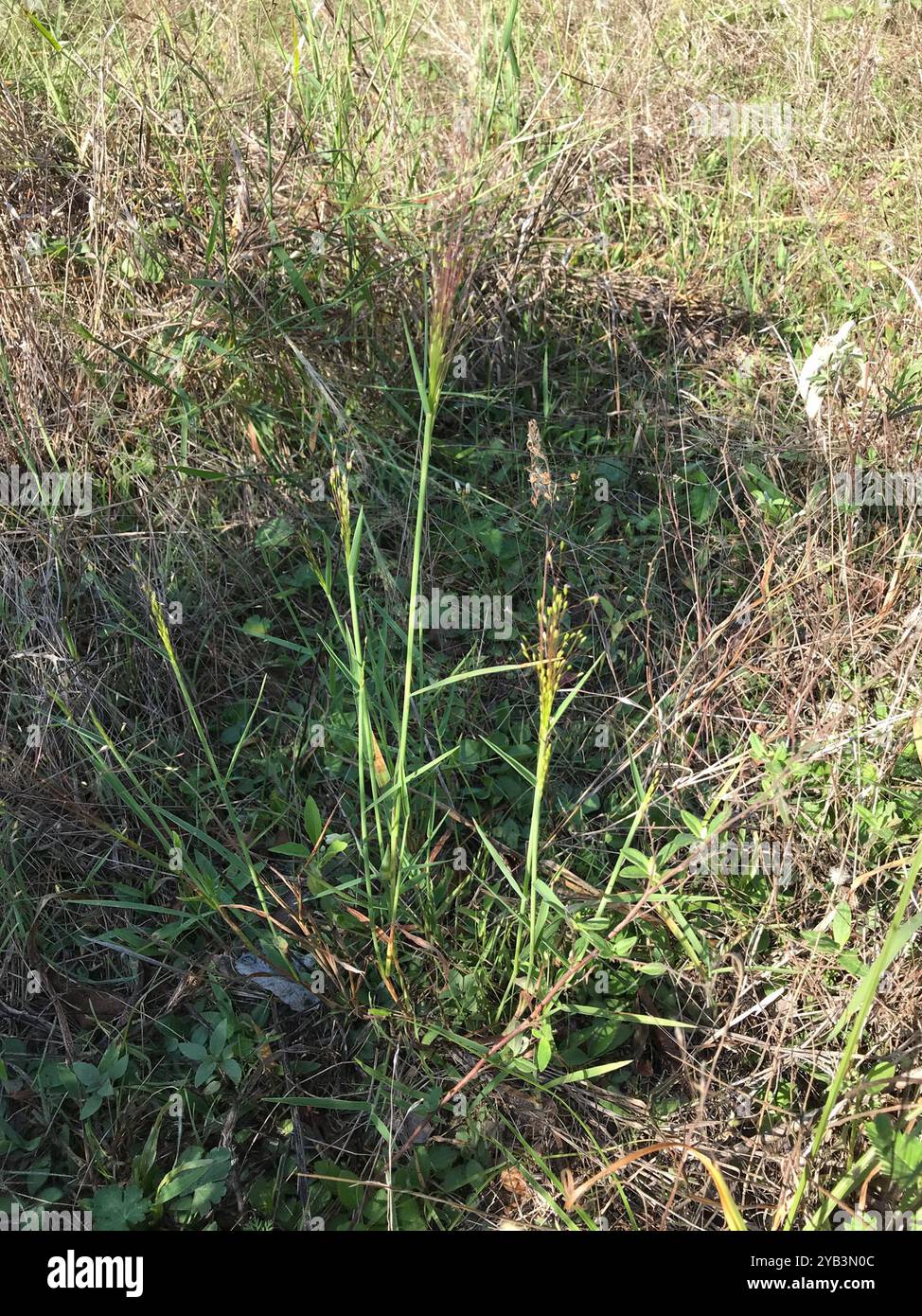 Fall Witchgrass (Digitaria cognata) Plantae Stock Photo - Alamy