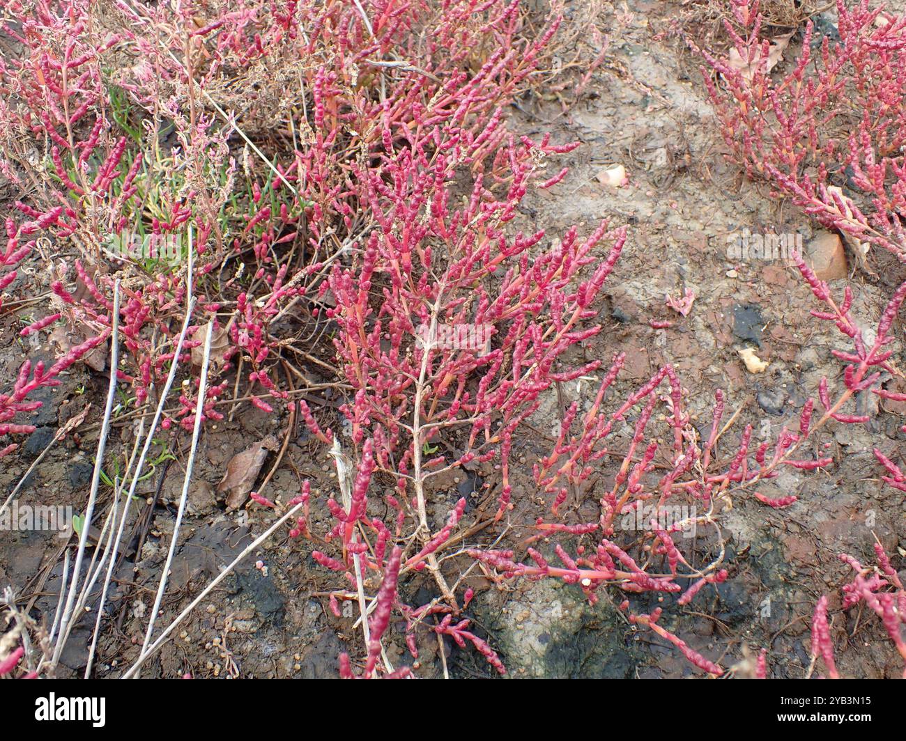 Purple Glasswort (Salicornia ramosissima) Plantae Stock Photo - Alamy