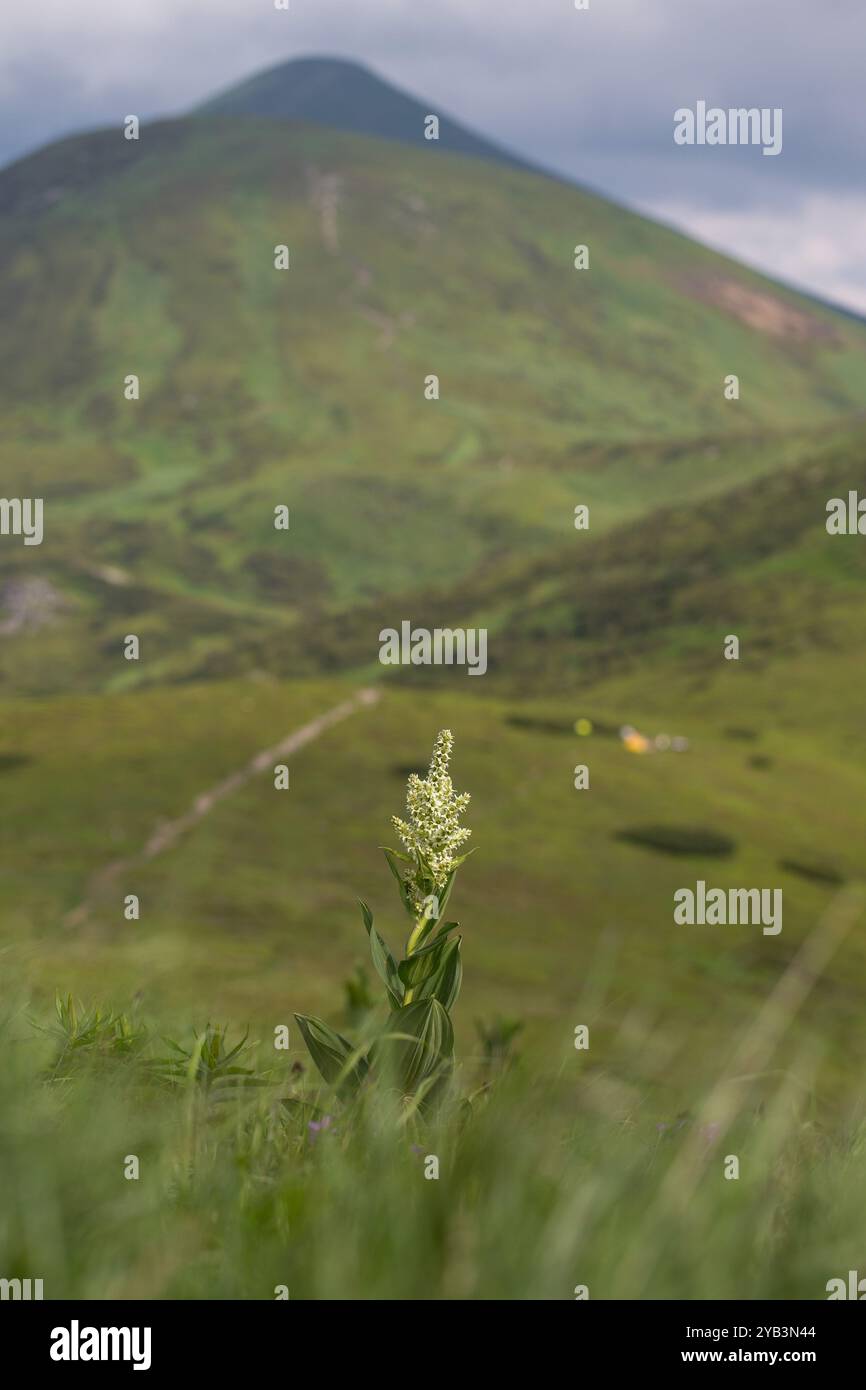 Veratrum album (false helleborine, white hellebore, European white ...