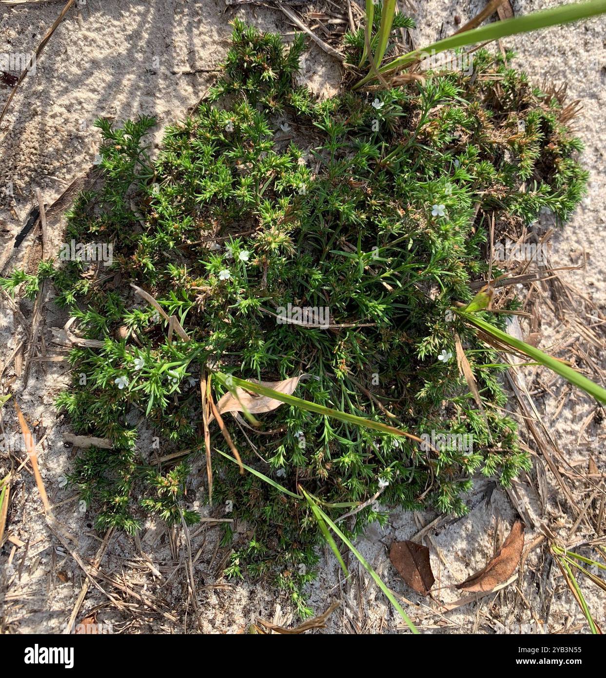 Rust Weed (Polypremum procumbens) Plantae Stock Photo - Alamy