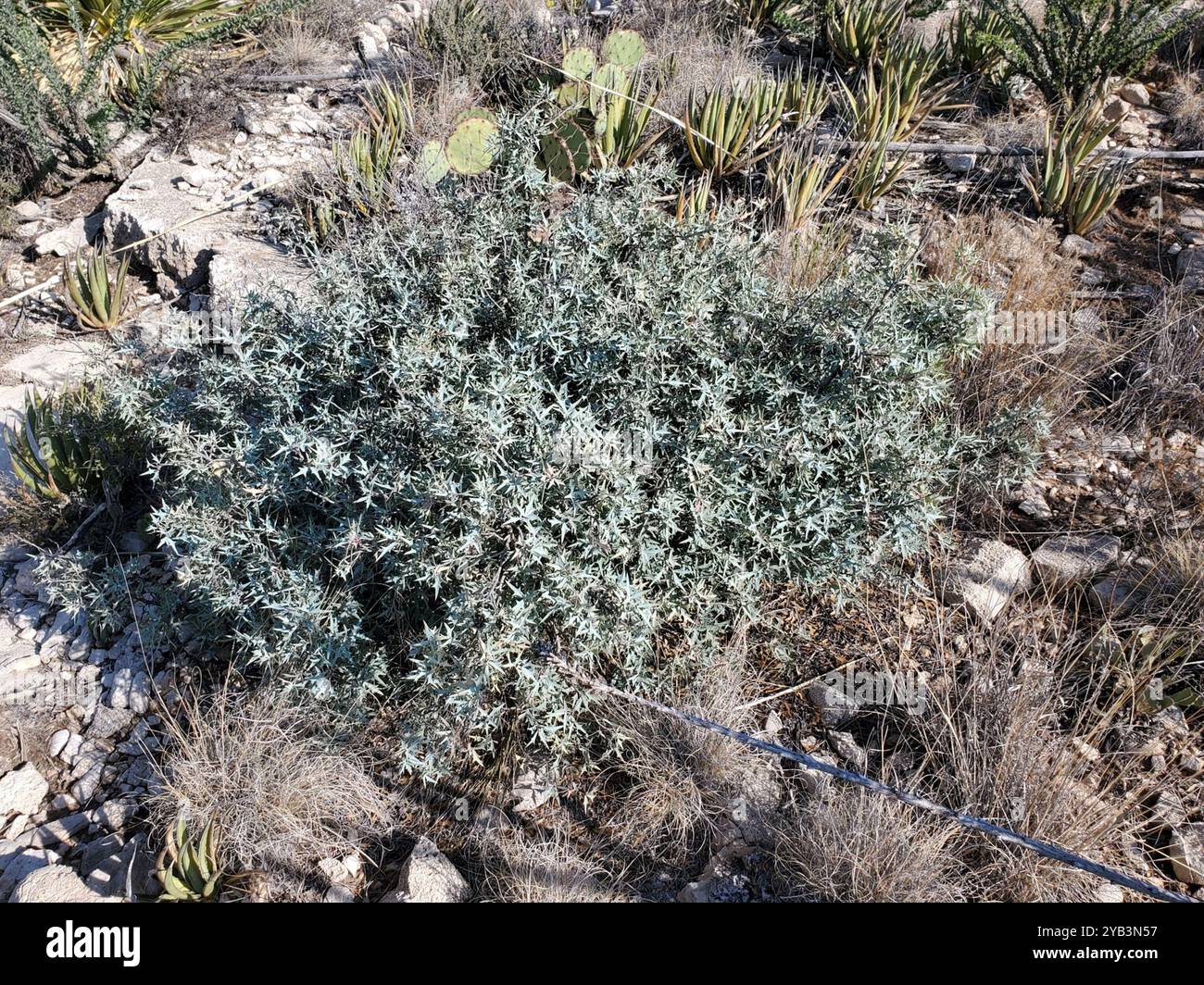 Agarita (Berberis trifoliolata) Plantae Stock Photo - Alamy