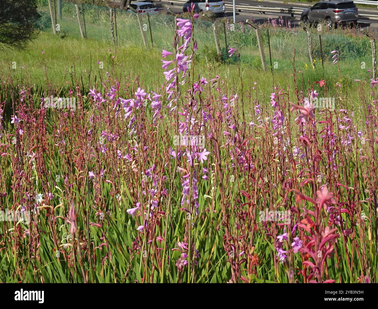 Bugle-lily (Watsonia borbonica) Plantae Stock Photo - Alamy