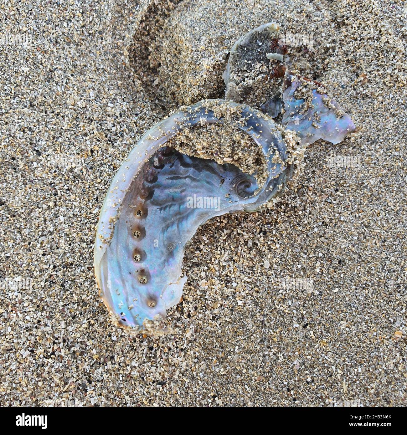 blacklip abalone (Haliotis rubra) Mollusca Stock Photo - Alamy