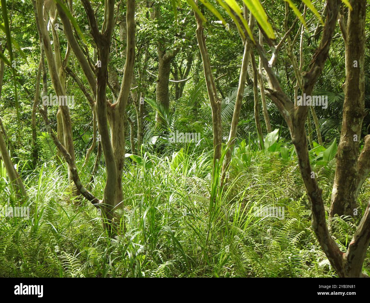 Subcostate Crape Myrtle (Lagerstroemia subcostata) Plantae Stock Photo ...