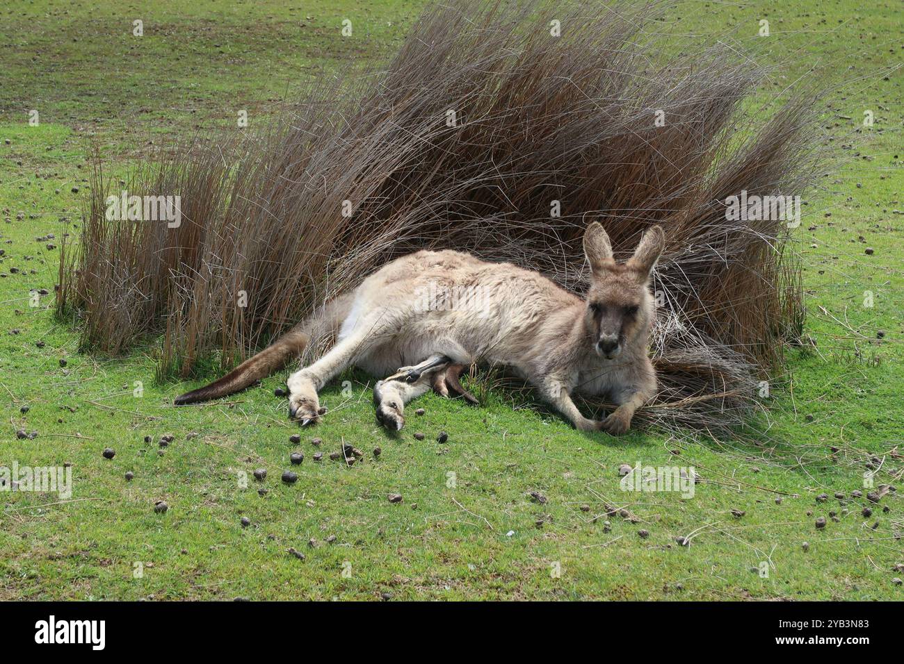 Tasmanian Forester Kangaroo (Macropus giganteus tasmaniensis) Mammalia ...