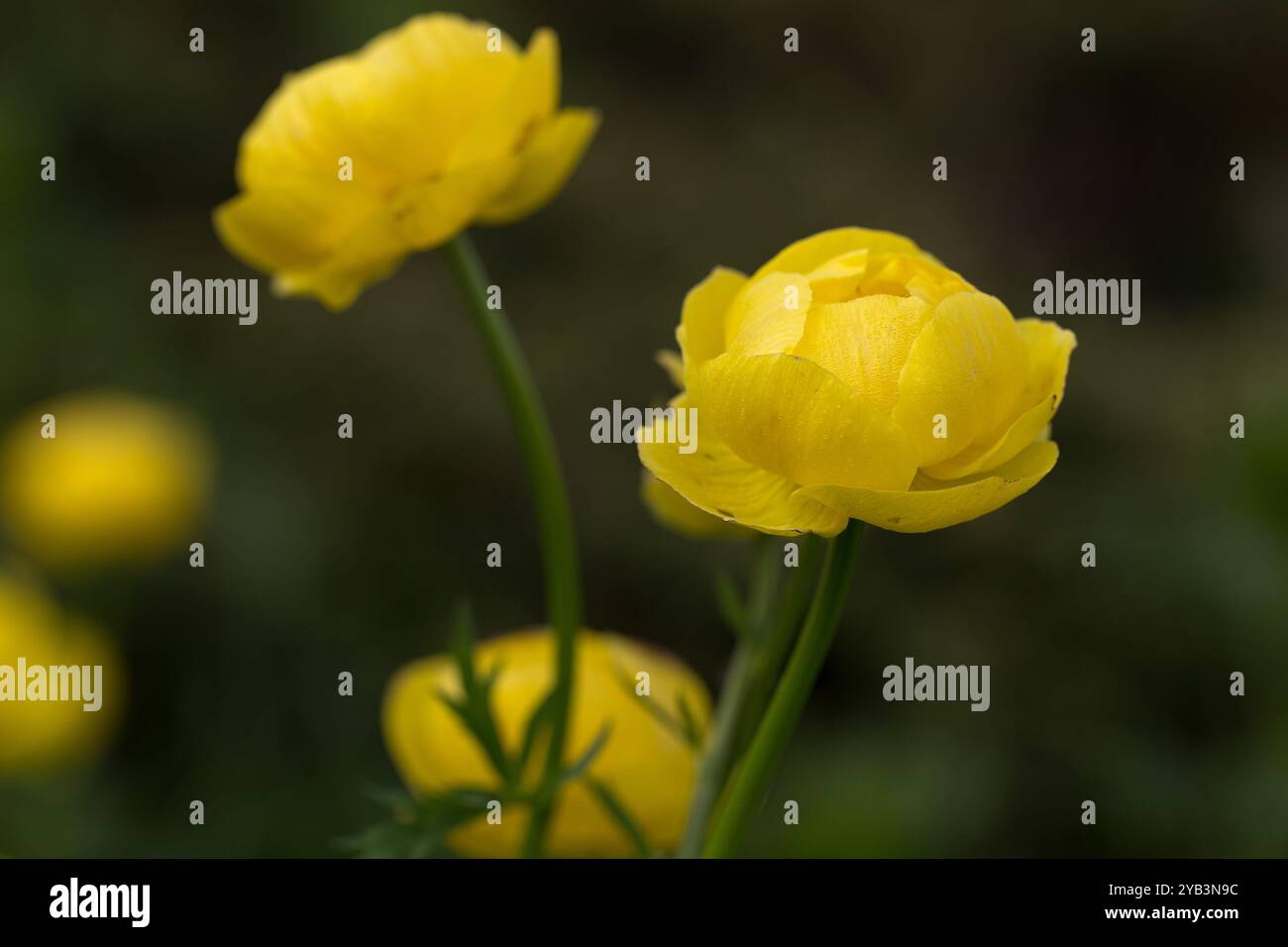 Trollius altissimus flowering plant of the family Ranunculaceae ...