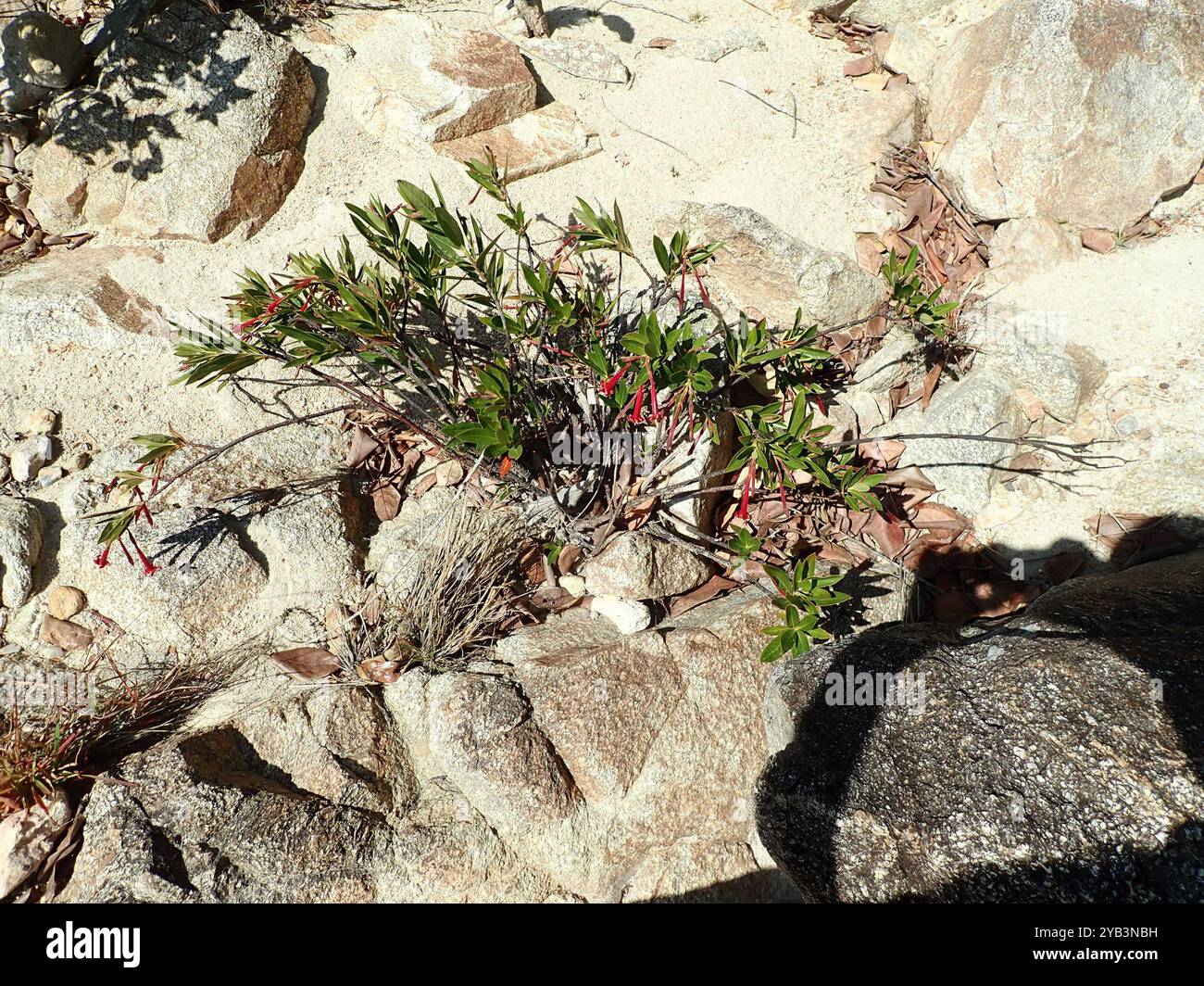 (Augusta longifolia) Plantae Stock Photo - Alamy