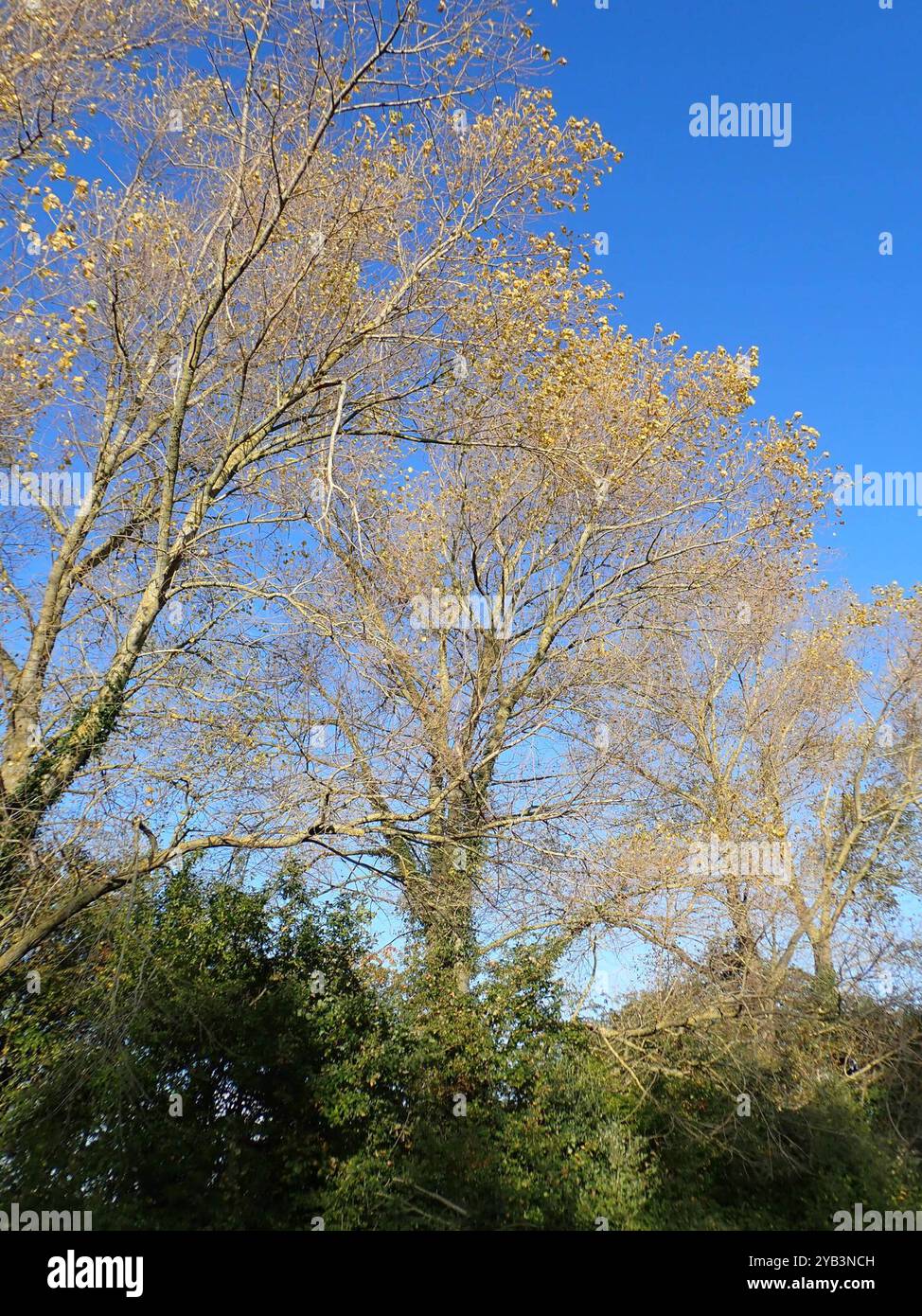 Hybrid Black-poplar (Populus × canadensis) Plantae Stock Photo - Alamy