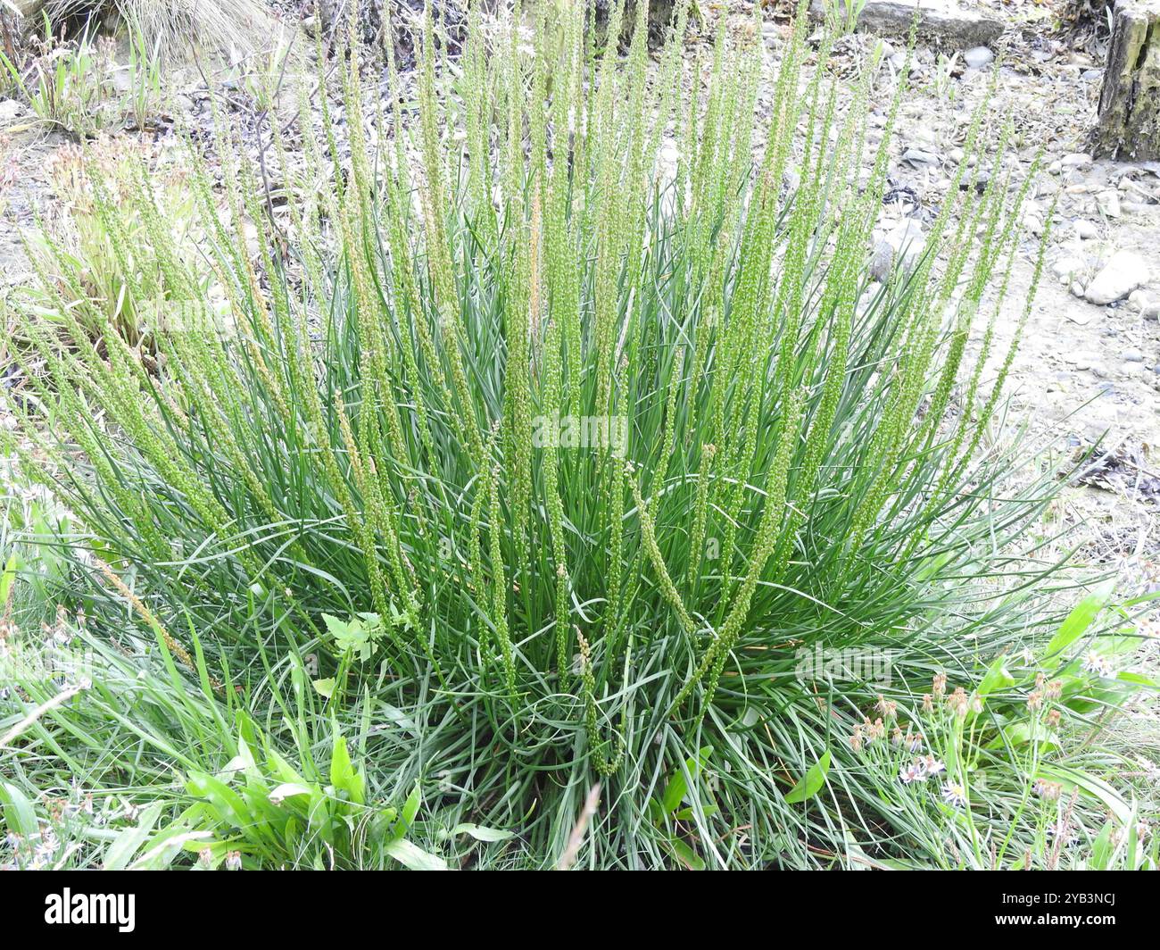 common arrowgrass (Triglochin maritima) Plantae Stock Photo - Alamy