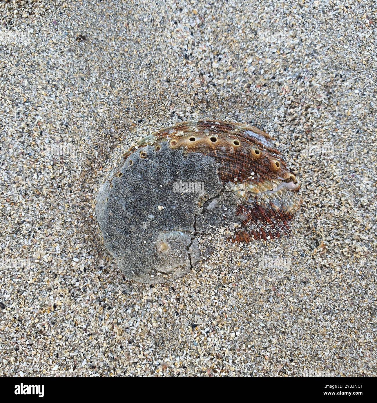 Blacklip abalone hi-res stock photography and images - Alamy