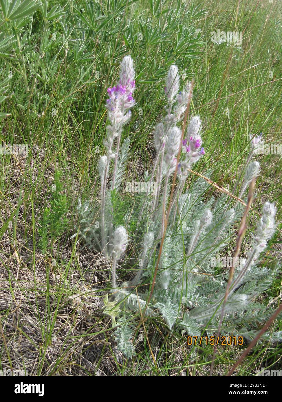 Showy Locoweed (Oxytropis splendens) Plantae Stock Photo - Alamy