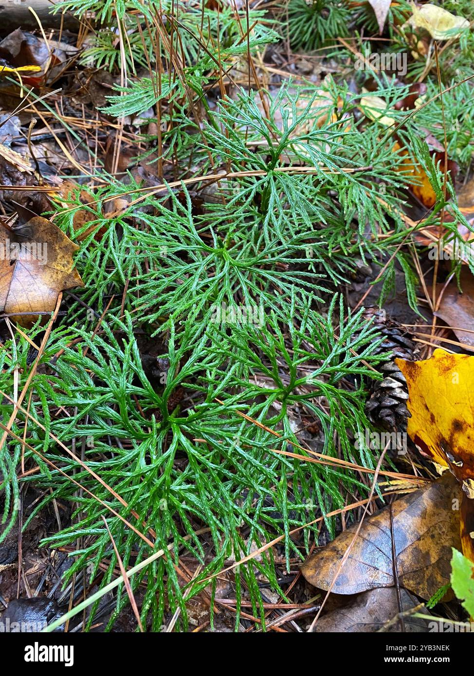 fan clubmoss (Diphasiastrum digitatum) Plantae Stock Photo - Alamy