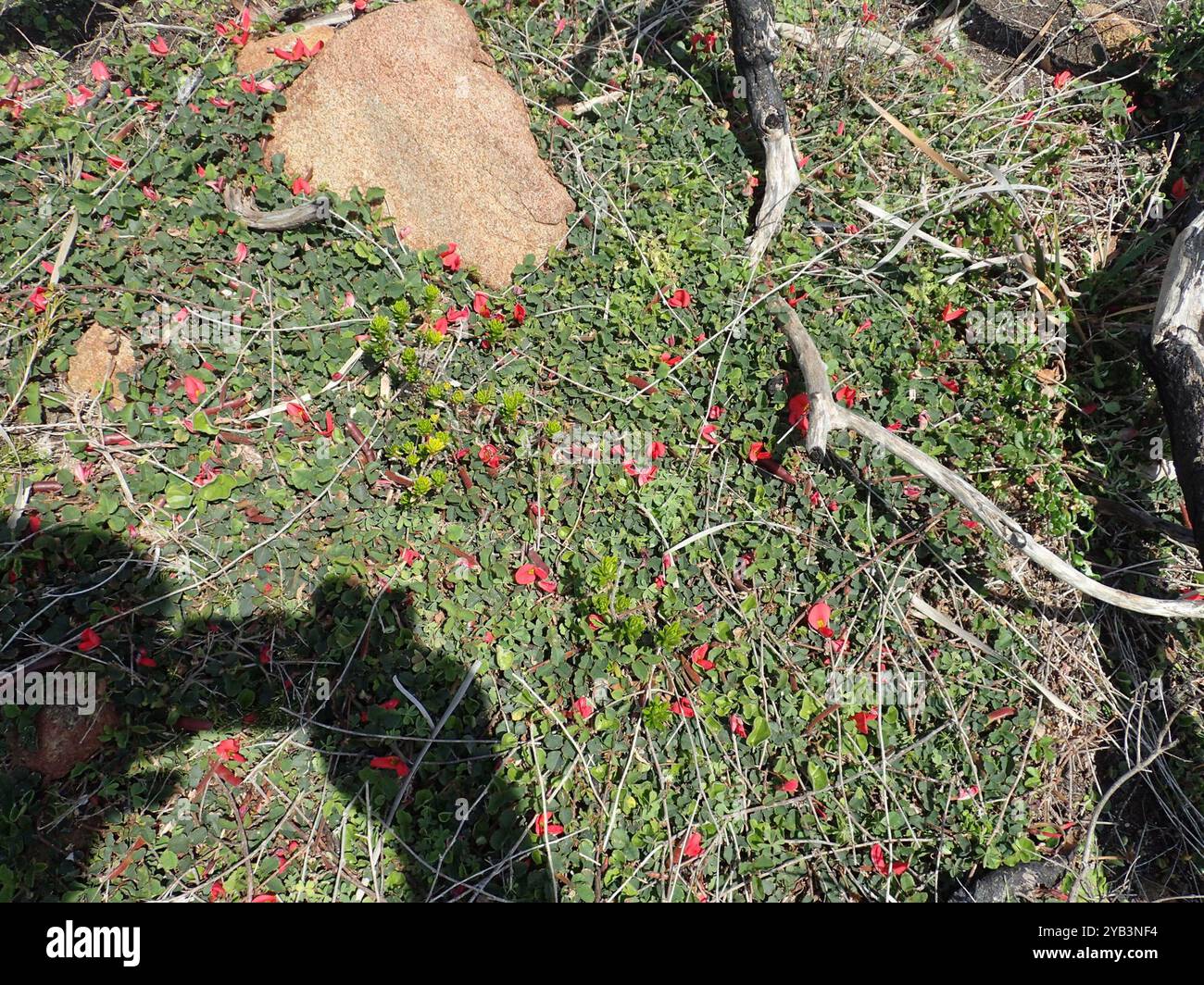 Running Postman (Kennedia prostrata) Plantae Stock Photo - Alamy