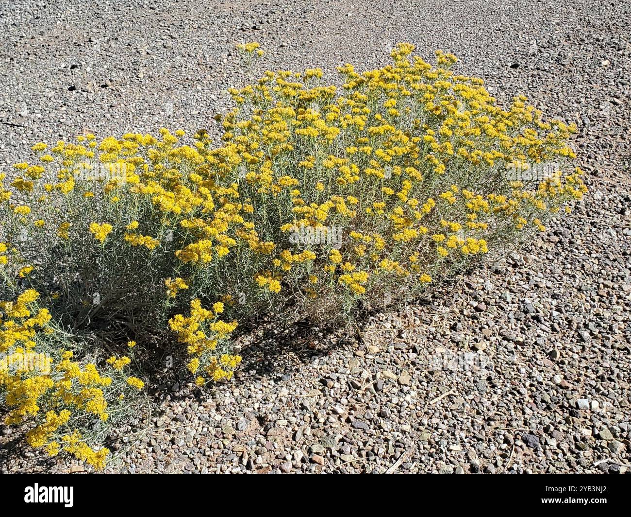 burroweed (Isocoma tenuisecta) Plantae Stock Photo - Alamy