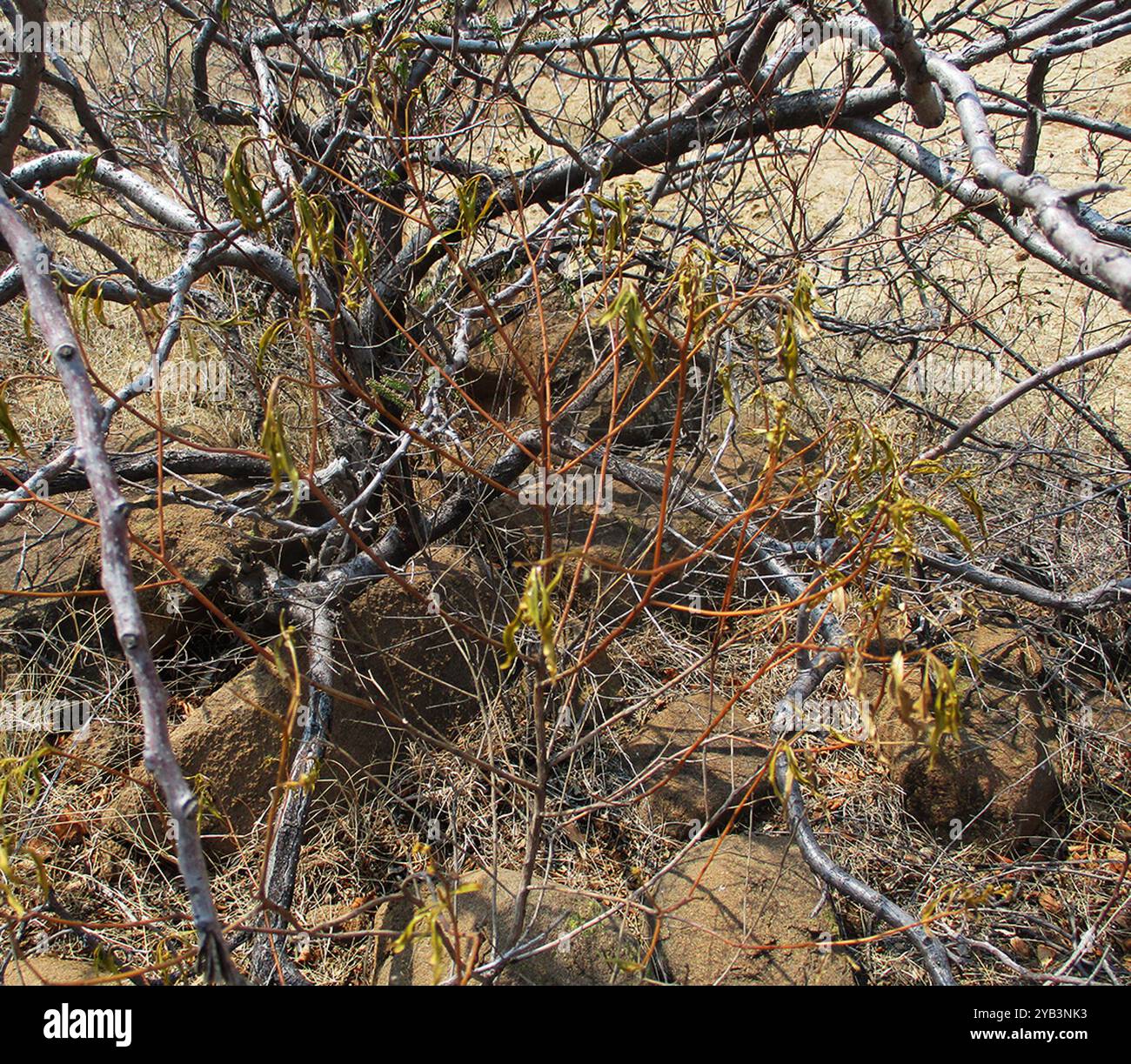 Sticky Psiadia (Psiadia punctulata) Plantae Stock Photo - Alamy