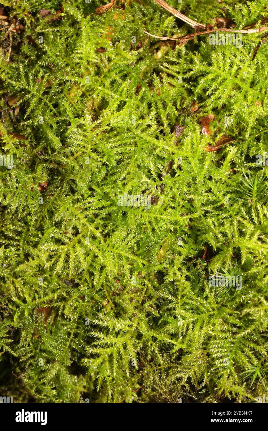 Common Feather-moss (Kindbergia praelonga) Plantae Stock Photo - Alamy