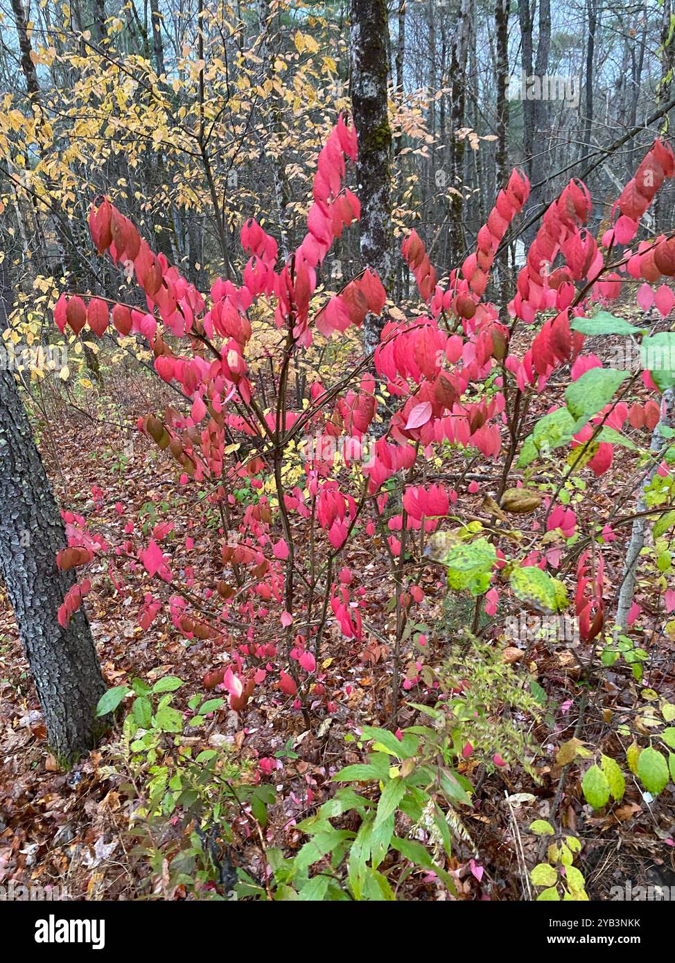 winged euonymus (Euonymus alatus) Plantae Stock Photo - Alamy