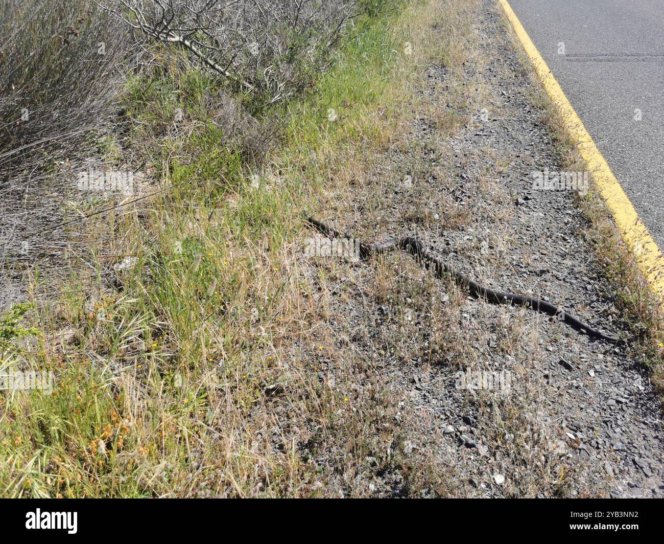 Mole Snake (Pseudaspis cana) Reptilia Stock Photo - Alamy