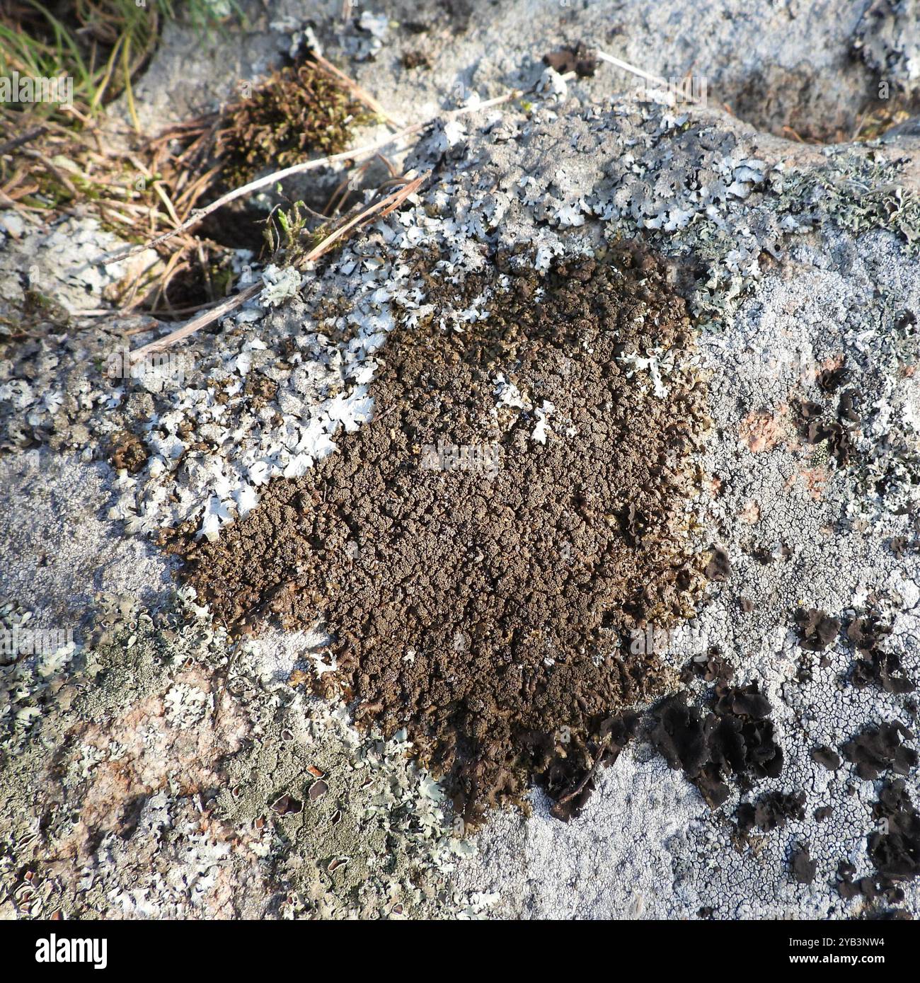 Blistered Camouflage Lichen (Xanthoparmelia loxodes) Fungi Stock Photo ...