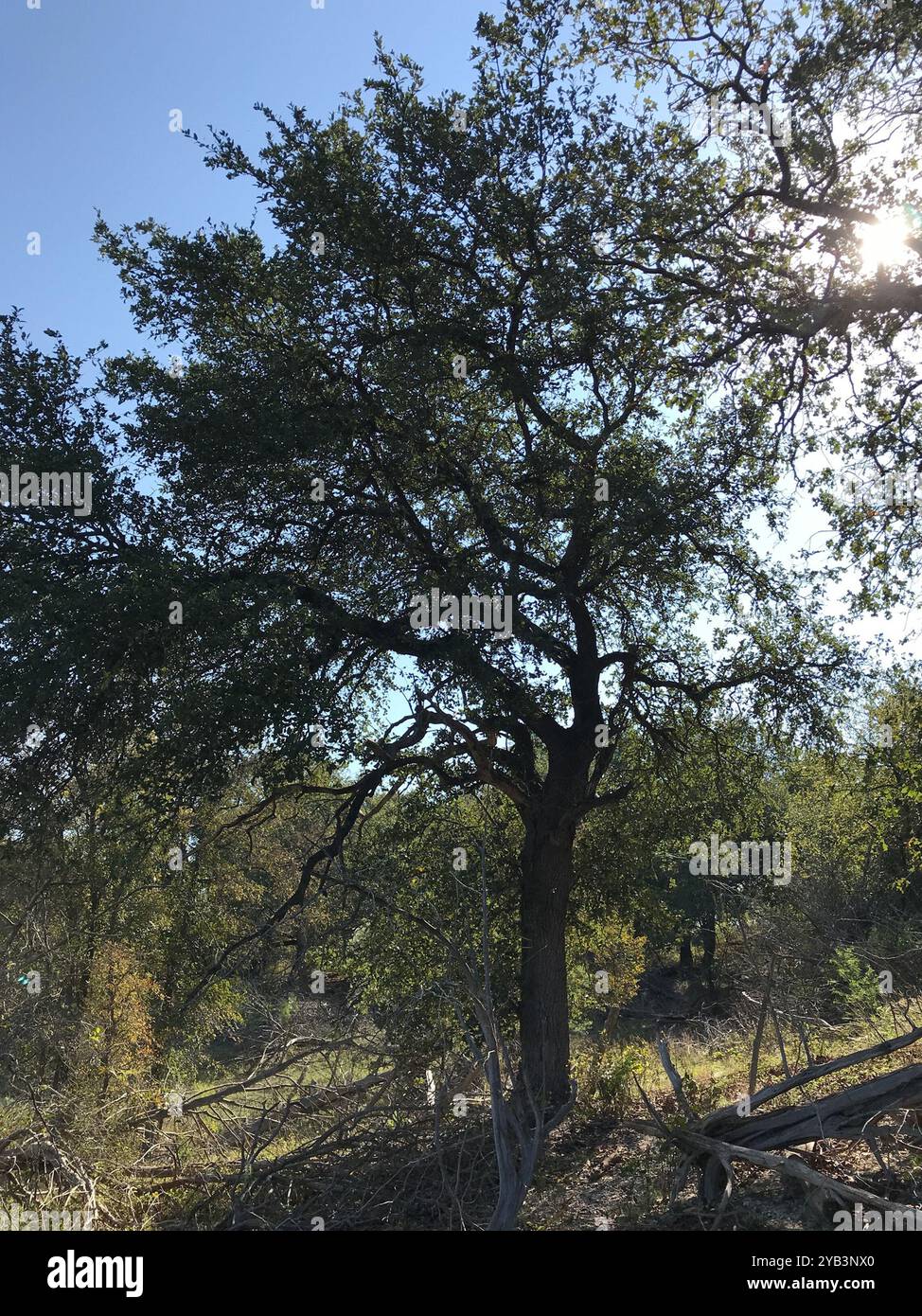 Texas live oak (Quercus fusiformis) Plantae Stock Photo - Alamy