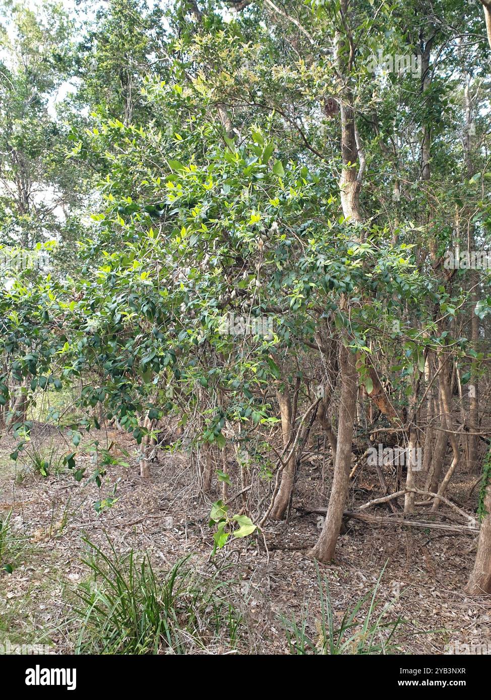 Grey Myrtle (Backhousia myrtifolia) Plantae Stock Photo - Alamy