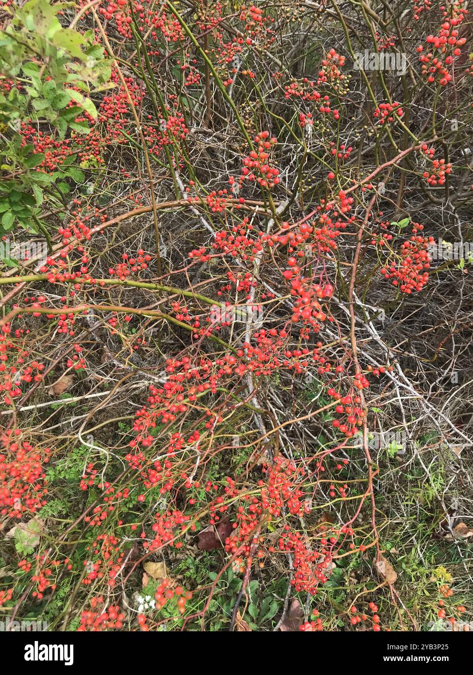 multiflora rose (Rosa multiflora) Plantae Stock Photo - Alamy