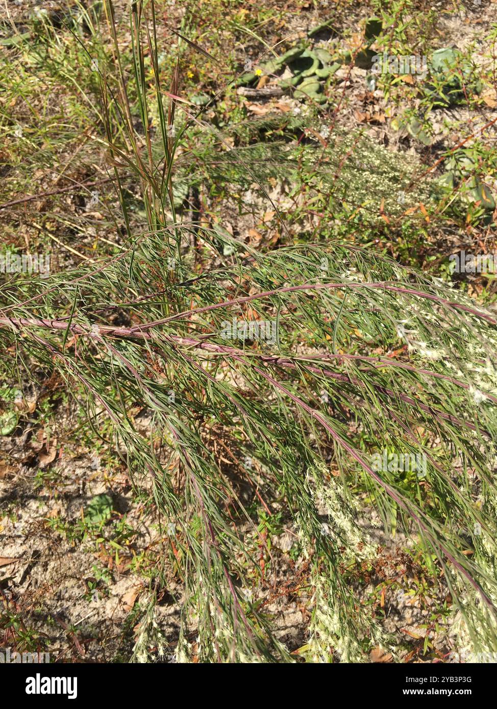 Coastal Dog Fennel (Eupatorium compositifolium) Plantae Stock Photo - Alamy