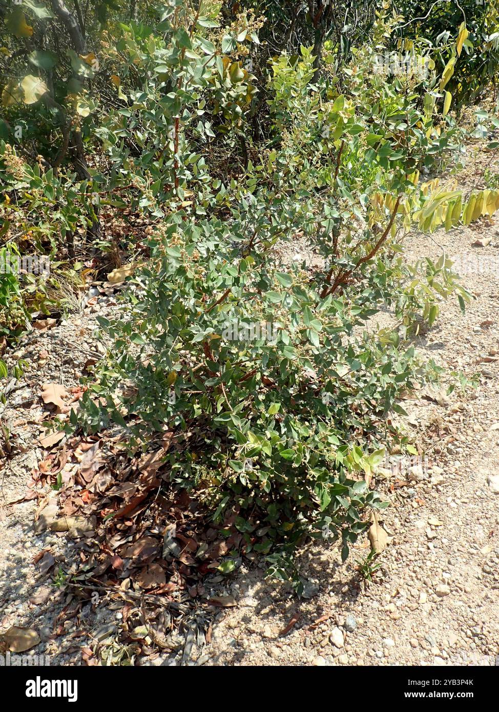 myrtle family (Myrtaceae) Plantae Stock Photo - Alamy