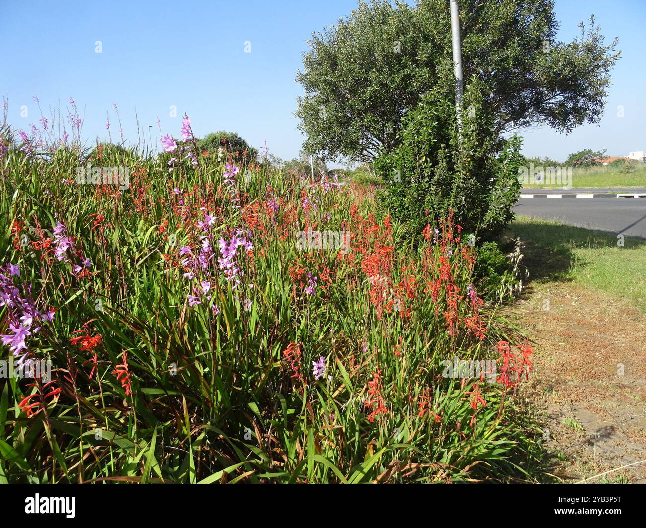 Bulbil Bugle-lily (Watsonia meriana) Plantae Stock Photo - Alamy