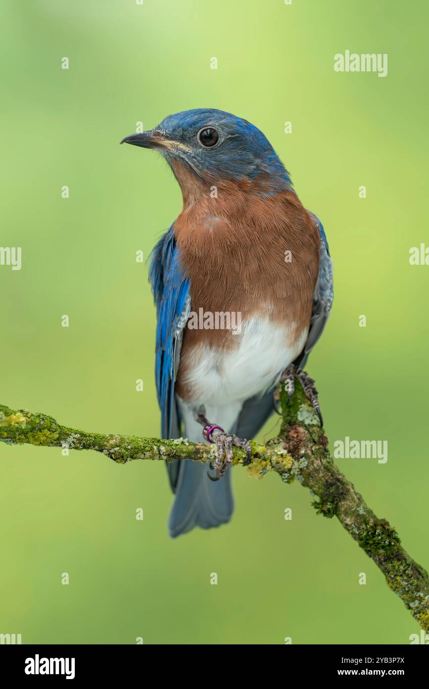 eastern bluebird Sialia sialis Stock Photo - Alamy