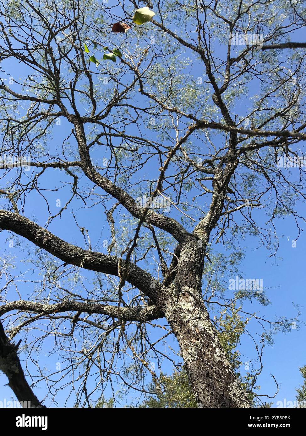 honey mesquite (Neltuma glandulosa) Plantae Stock Photo - Alamy