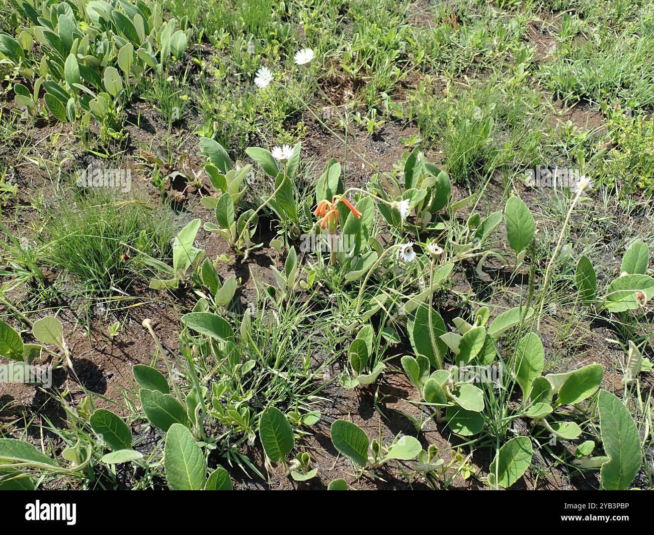 Butter Gerbera (Gerbera ambigua) Plantae Stock Photo - Alamy