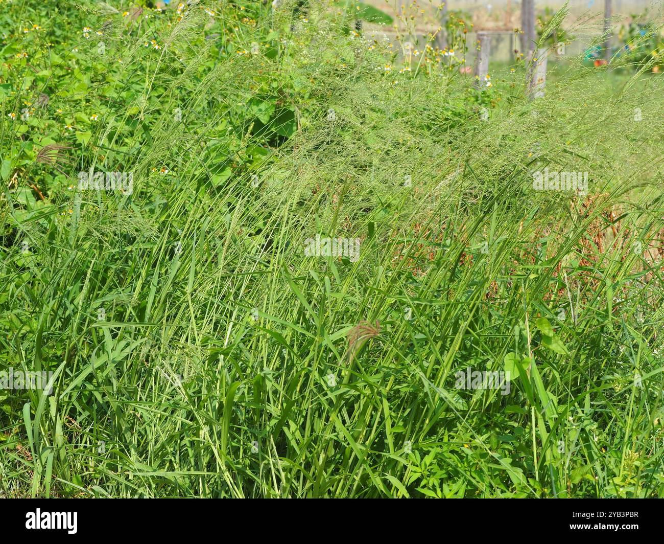 guinea grass (Megathyrsus maximus) Plantae Stock Photo - Alamy