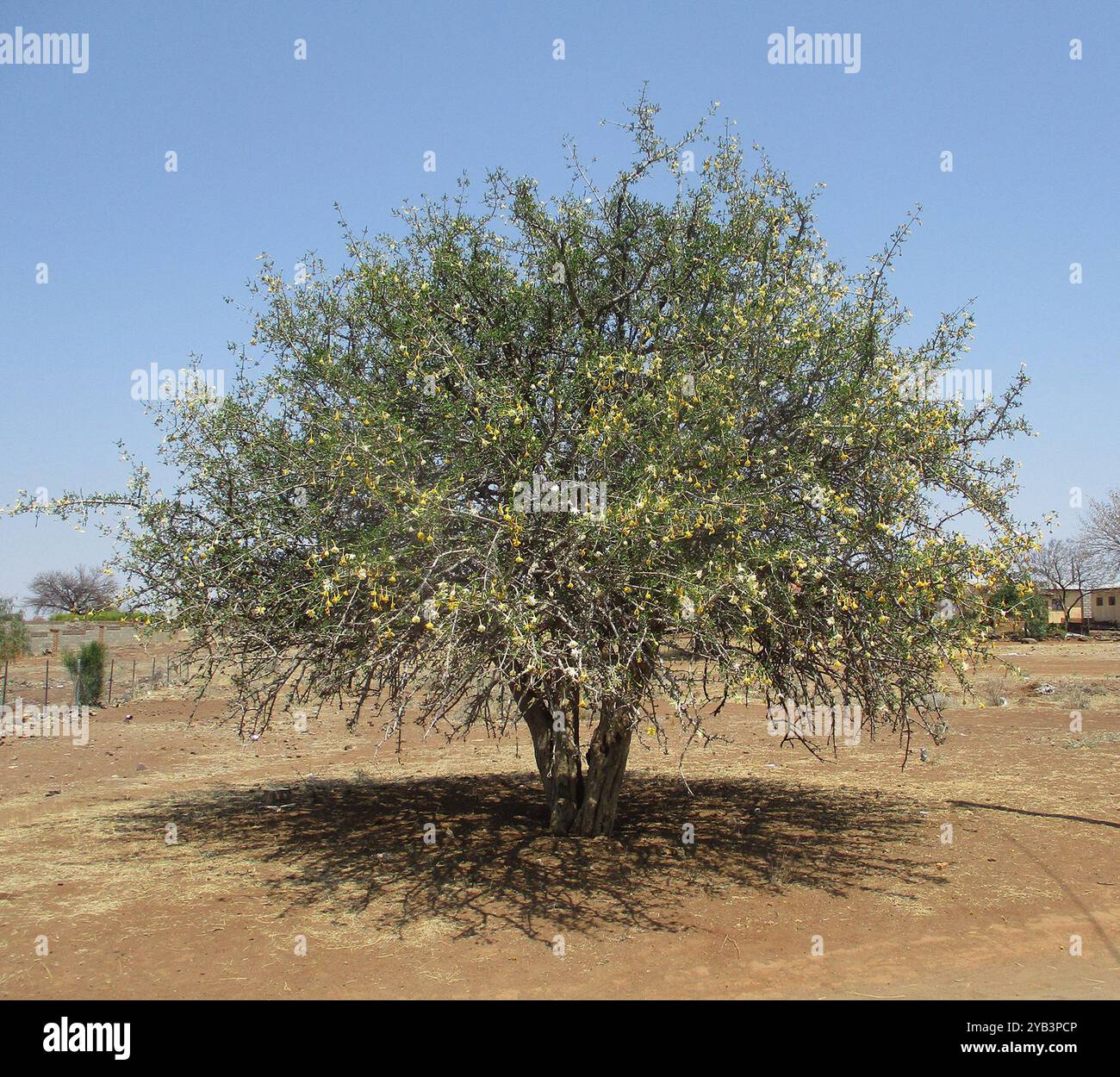 Bushveld Gardenia (Gardenia volkensii) Plantae Stock Photo - Alamy