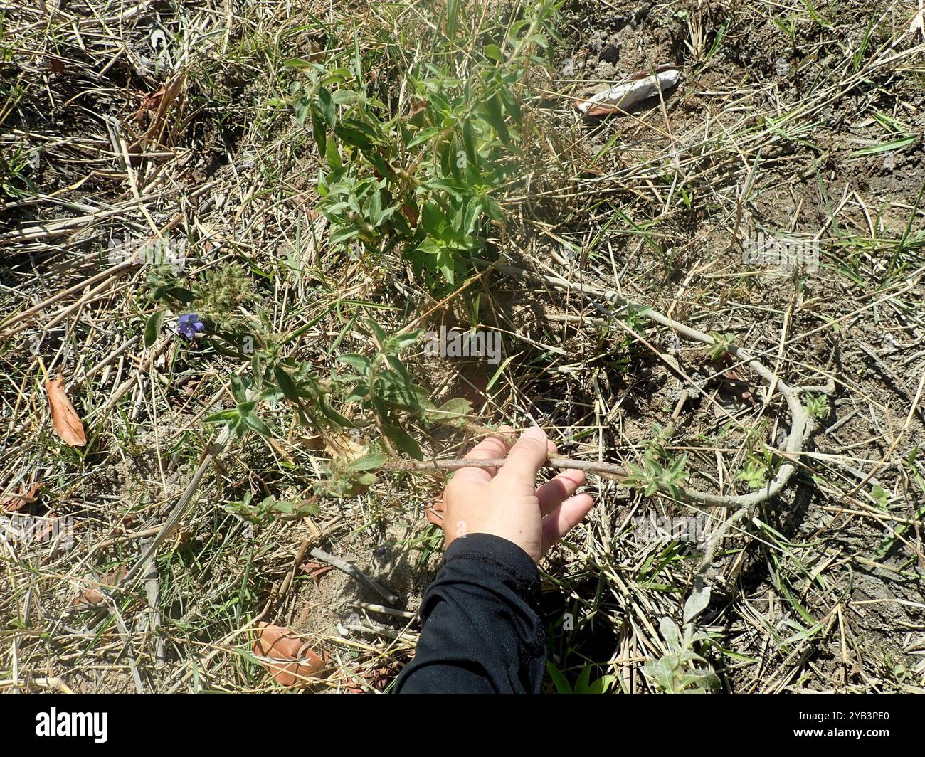 Spiny False Fiddleleaf (Hydrolea spinosa) Plantae Stock Photo - Alamy