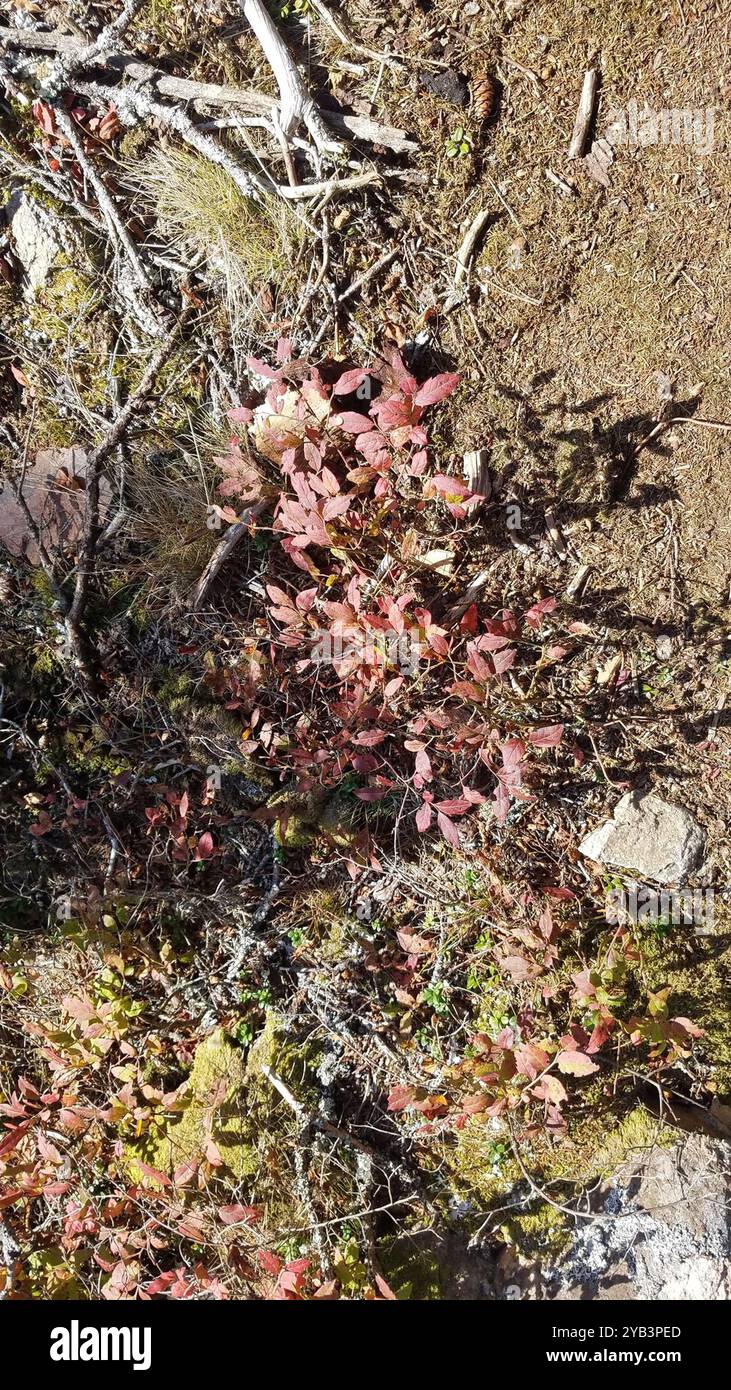 black huckleberry (Gaylussacia baccata) Plantae Stock Photo - Alamy